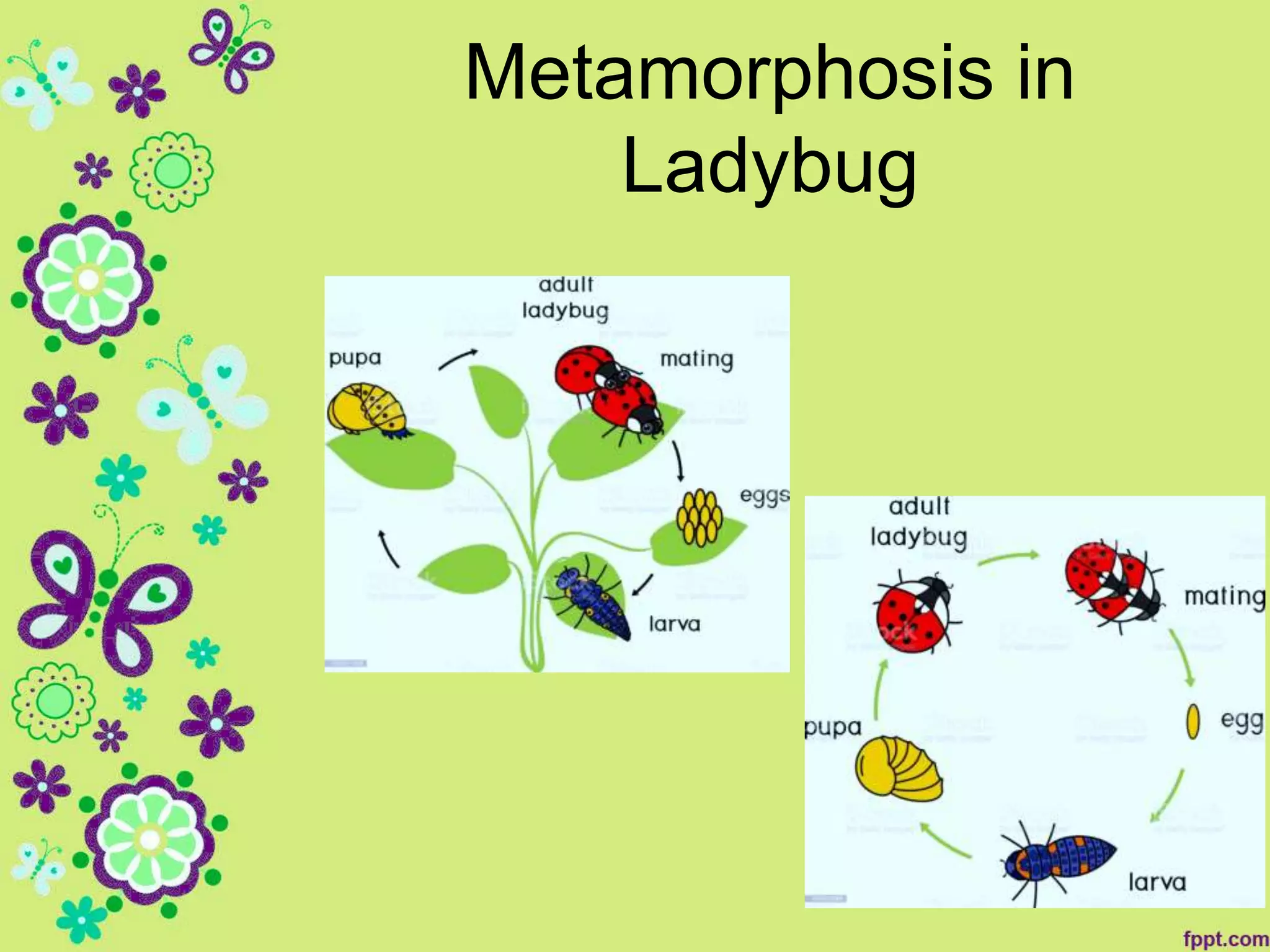 Metamorphosis in insects ,Its types (Mubaika seher) | PPT