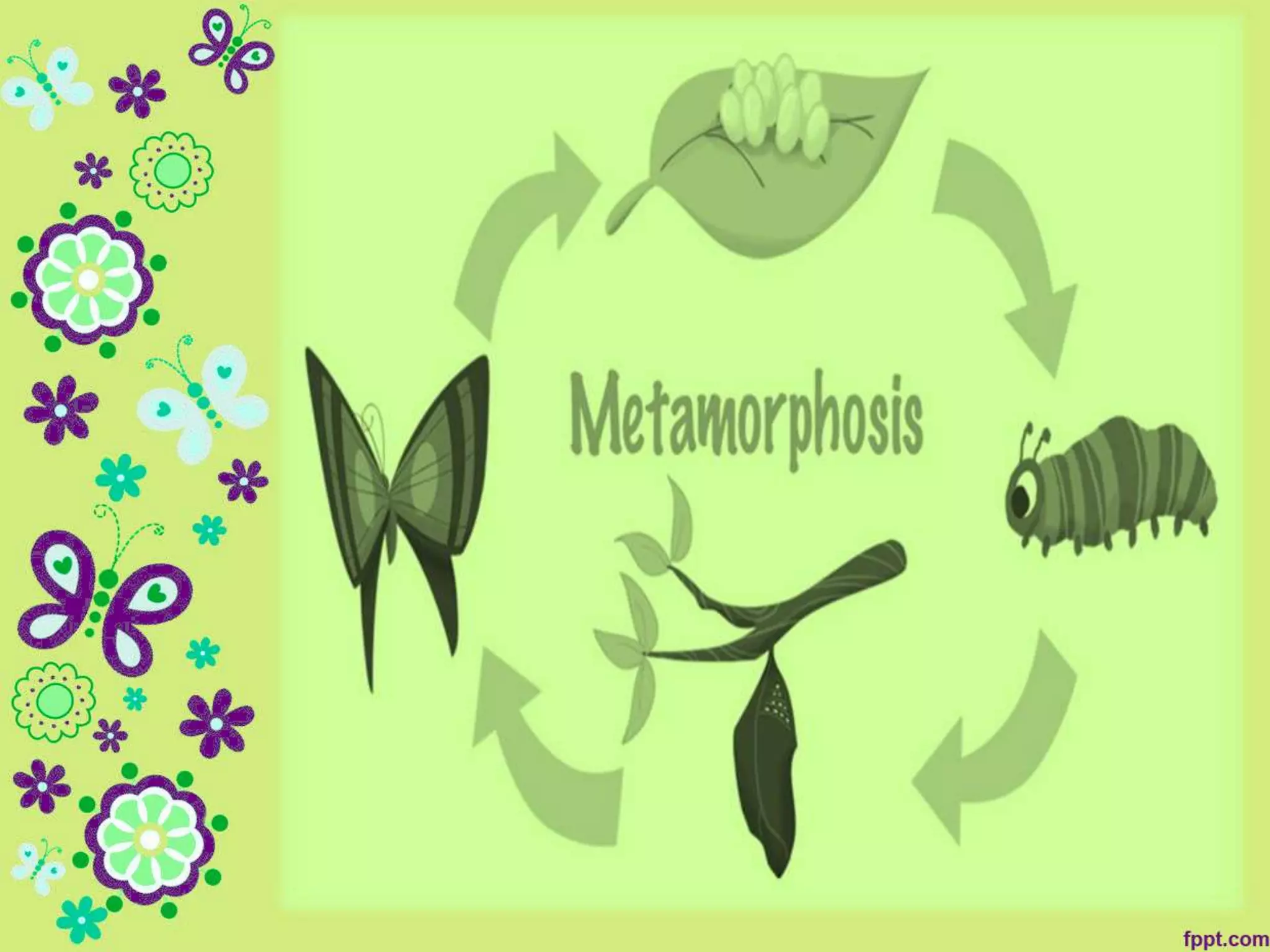 Metamorphosis in insects ,Its types (Mubaika seher) | PPT
