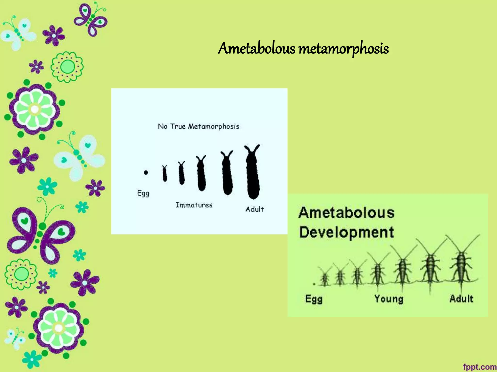 Metamorphosis in insects ,Its types (Mubaika seher) | PPT
