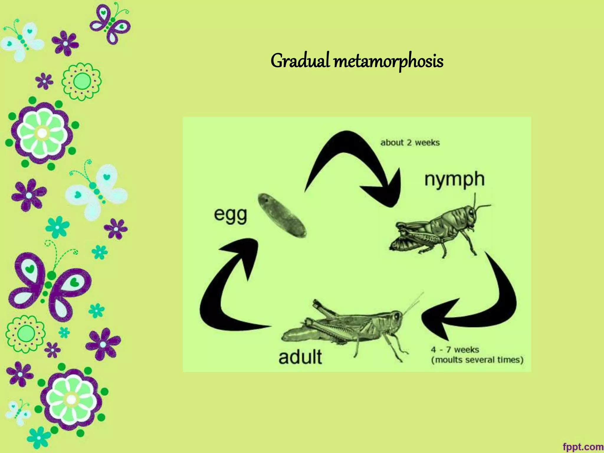 Metamorphosis in insects ,Its types (Mubaika seher) | PPT