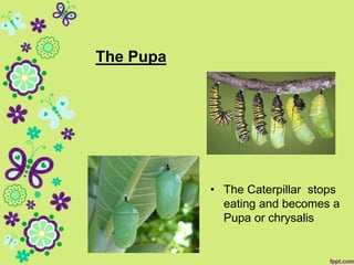 Metamorphosis in insects ,Its types (Mubaika seher) | PPT