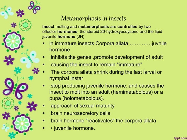 Metamorphosis in insects ,Its types (Mubaika seher) | PPT