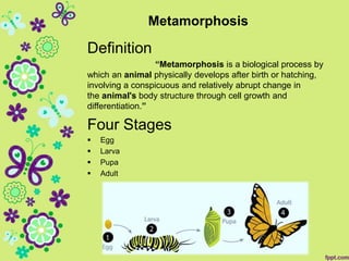 Metamorphosis in insects ,Its types (Mubaika seher) | PPT