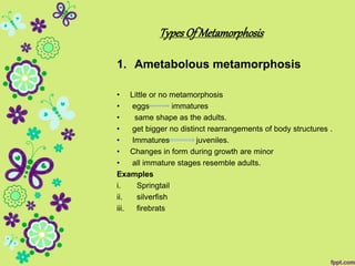 Metamorphosis in insects ,Its types (Mubaika seher) | PPT