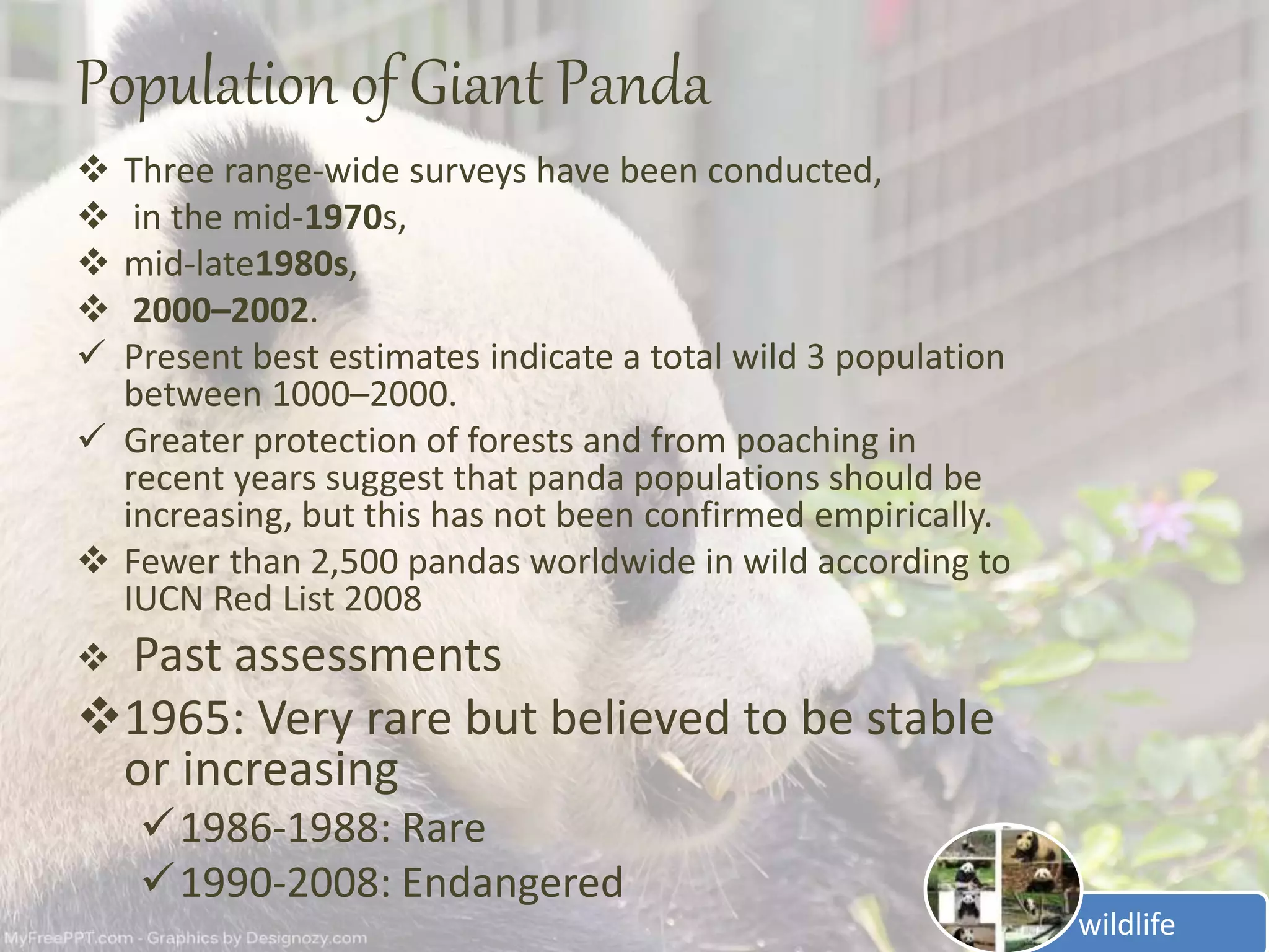 Wildlife of Giant panda | PPTX | Large Animals | Pets