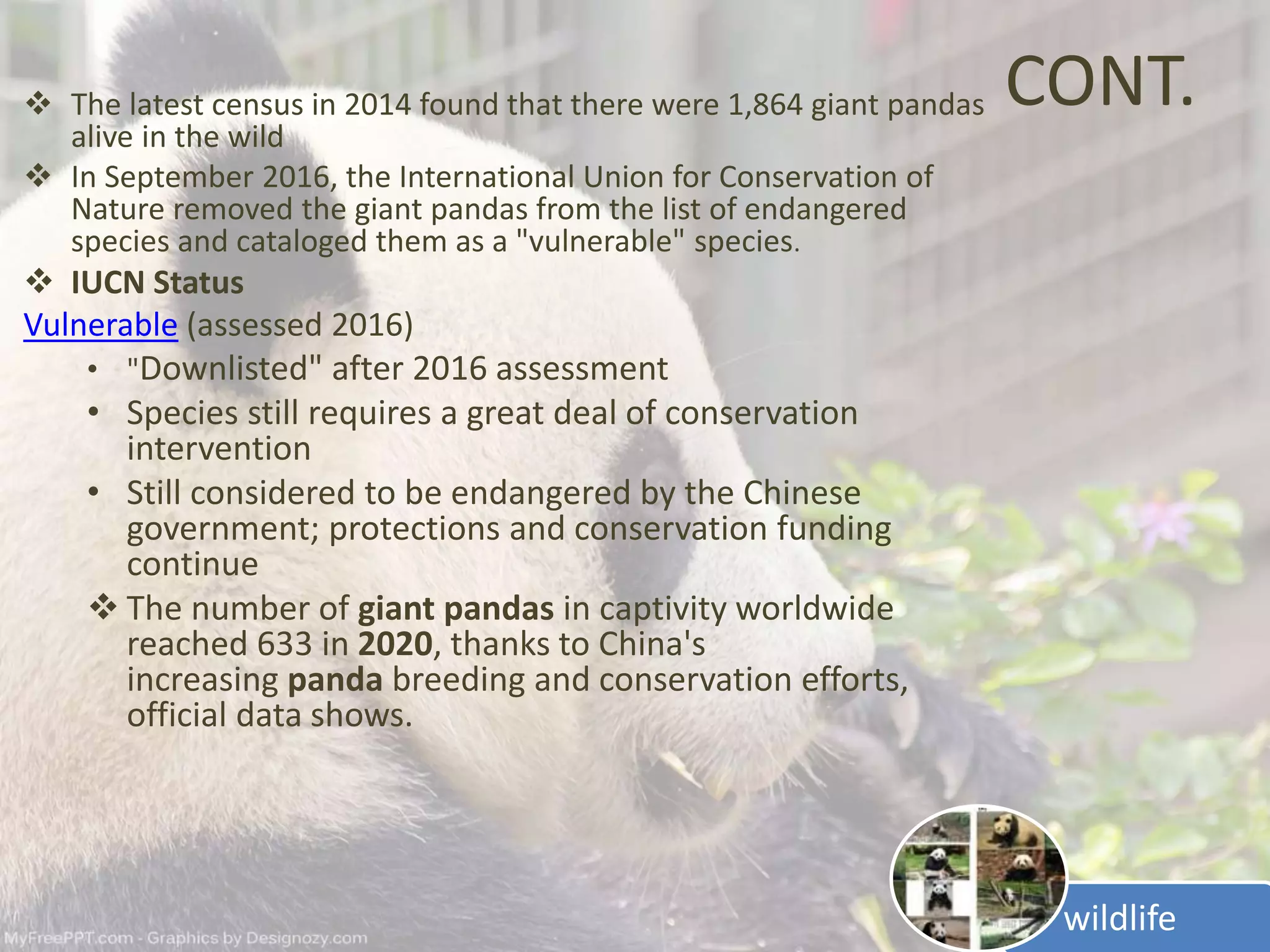 Wildlife of Giant panda | PPTX | Large Animals | Pets