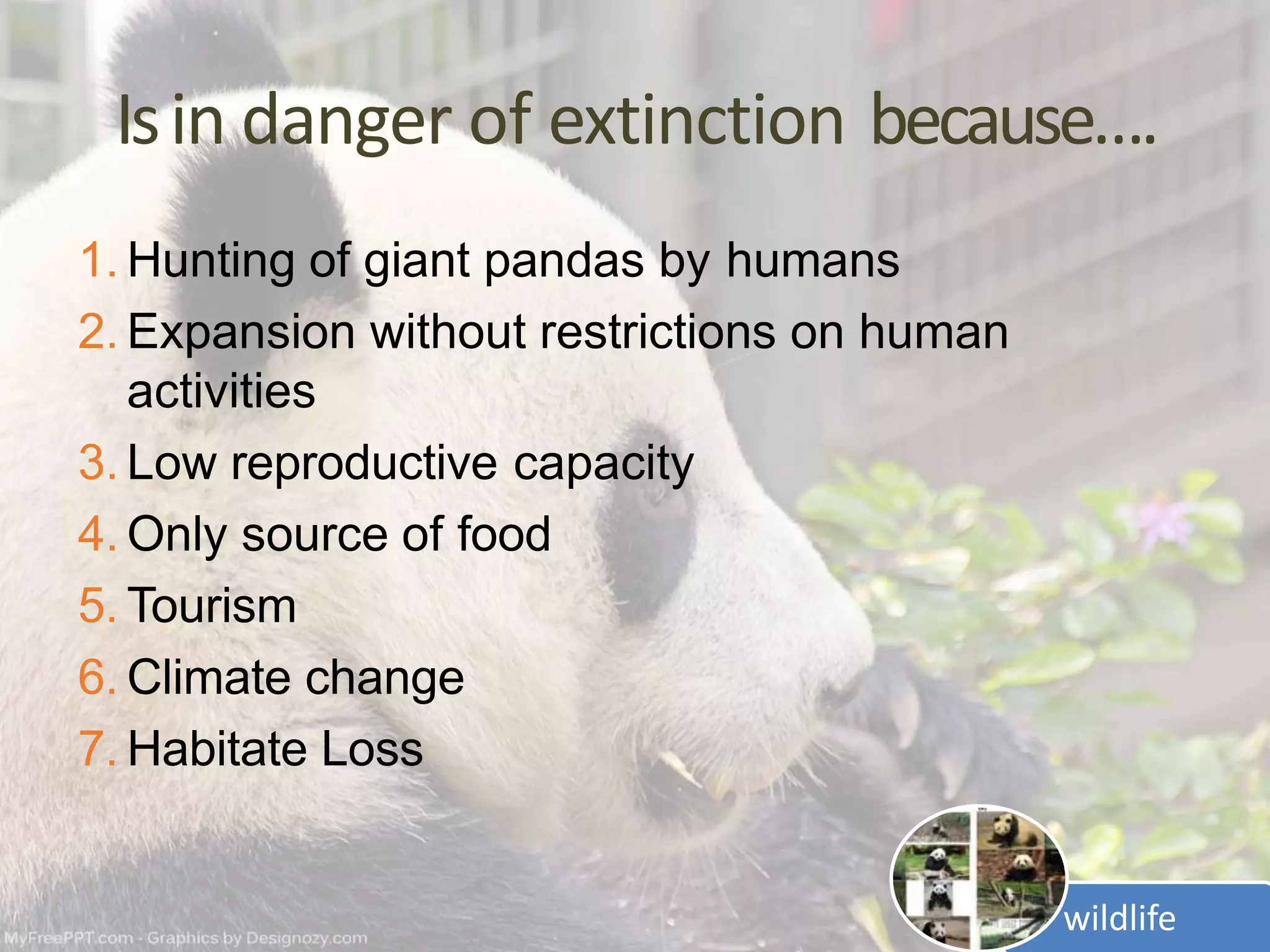 Wildlife of Giant panda | PPTX