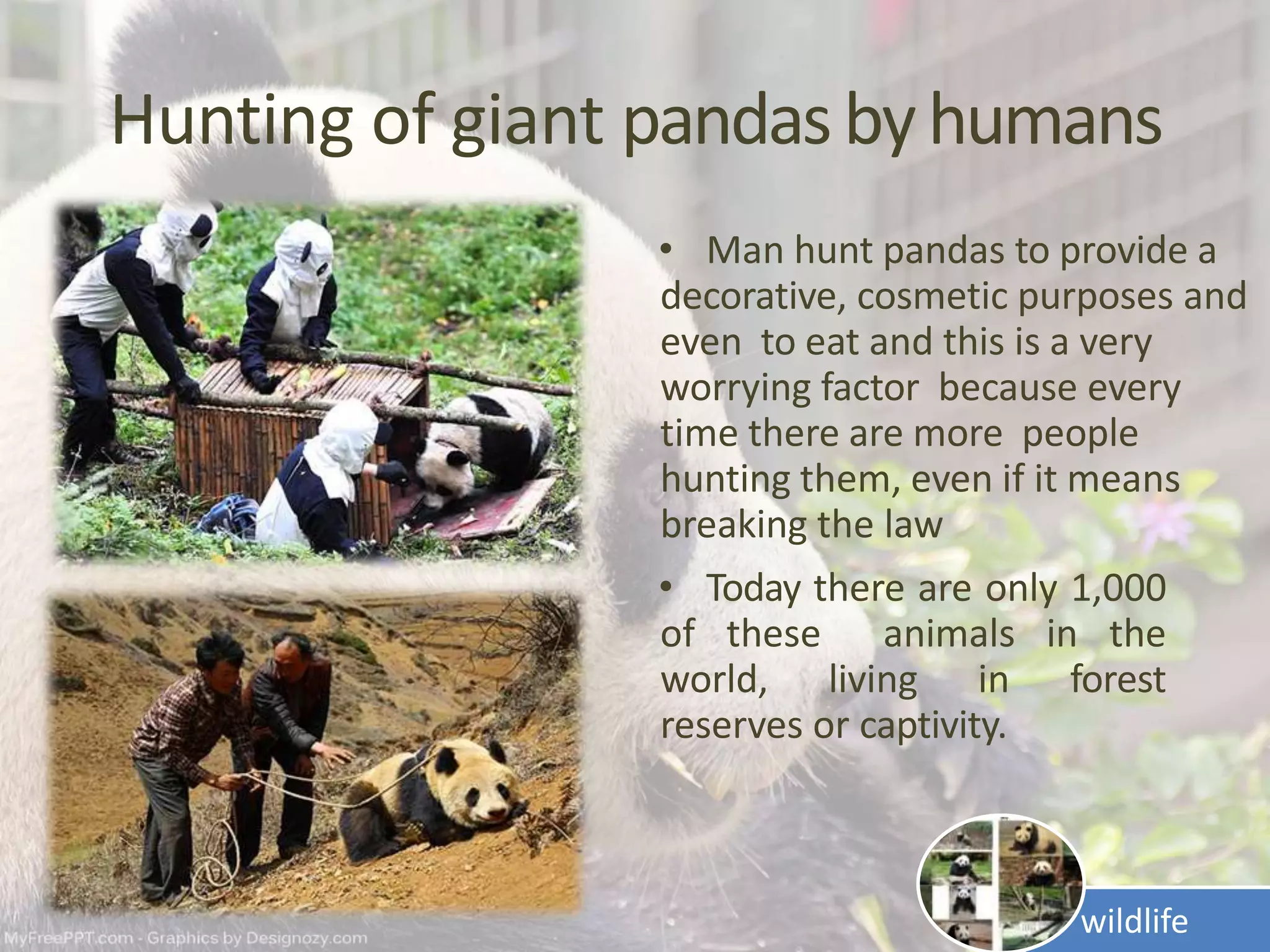 Wildlife of Giant panda | PPTX