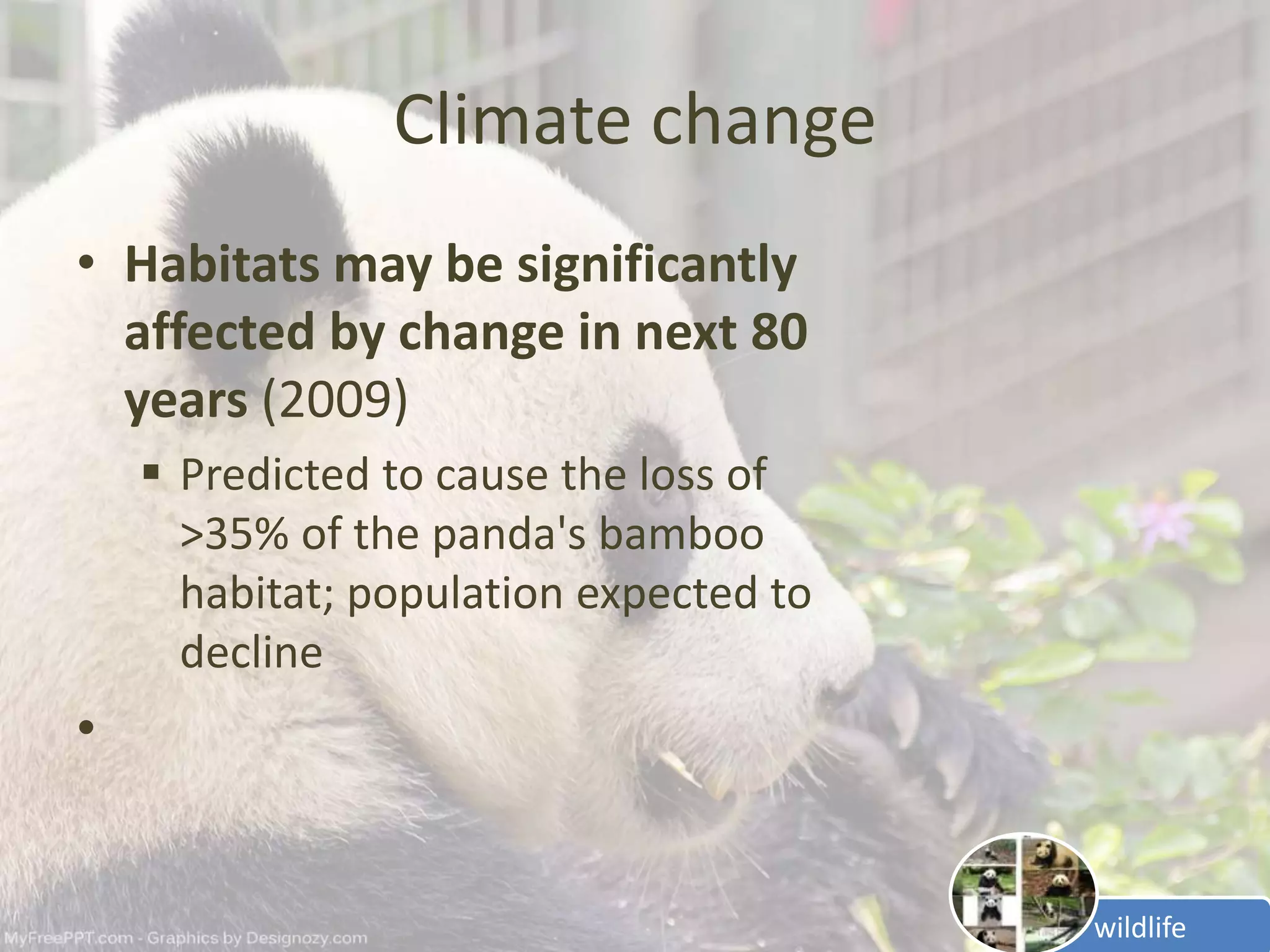 Wildlife of Giant panda | PPTX