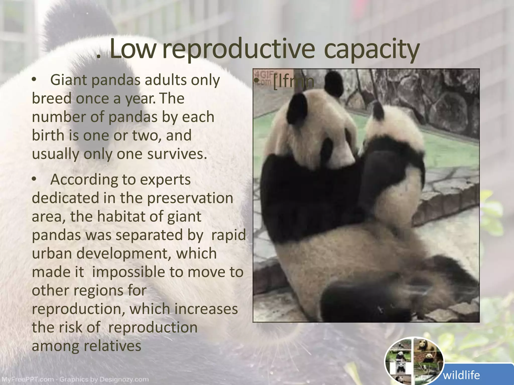 Wildlife of Giant panda | PPTX