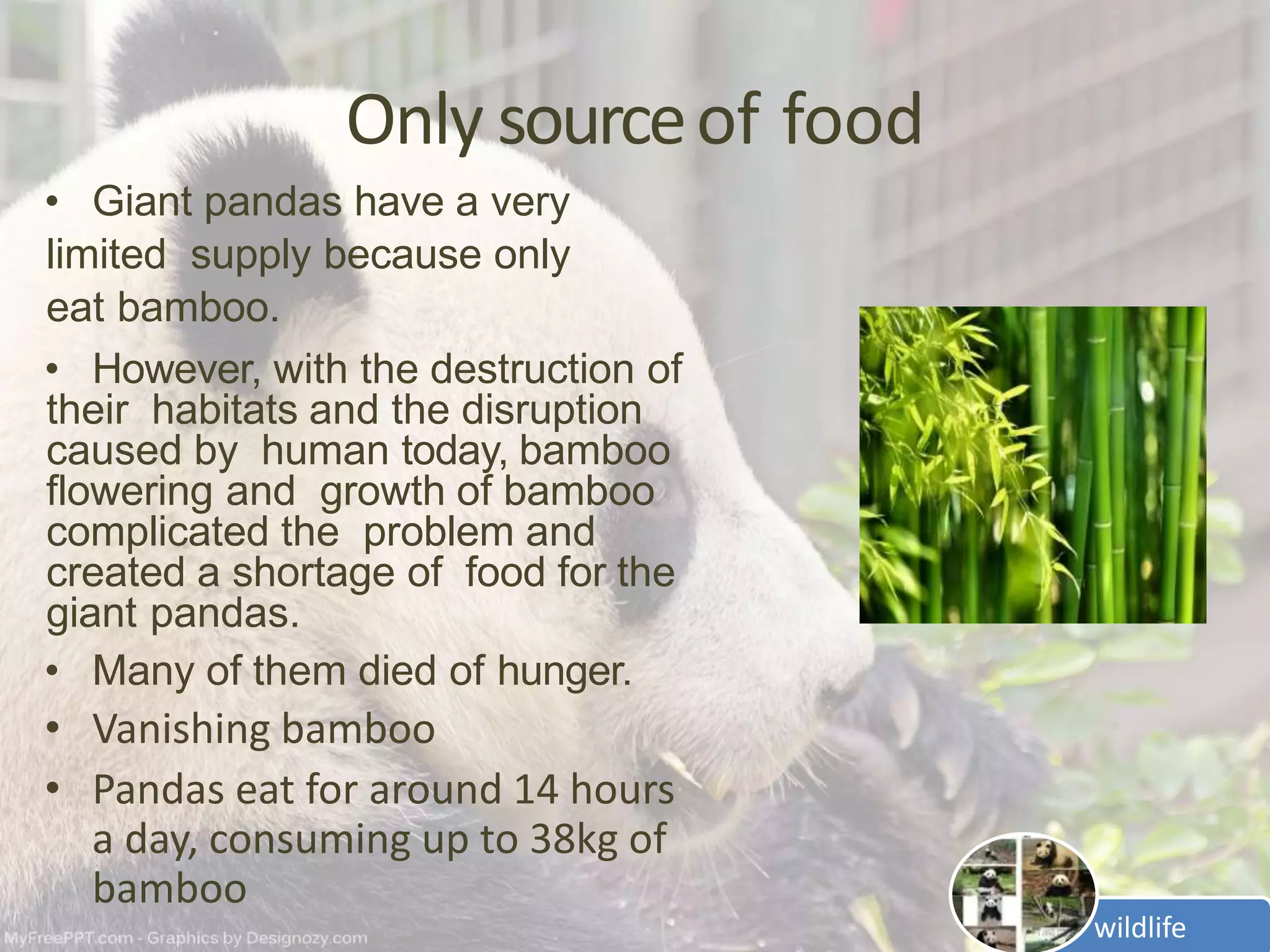 Wildlife of Giant panda | PPTX