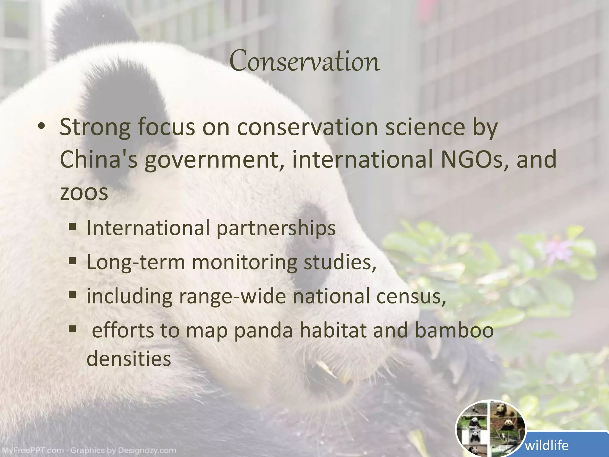 Wildlife of Giant panda | PPTX