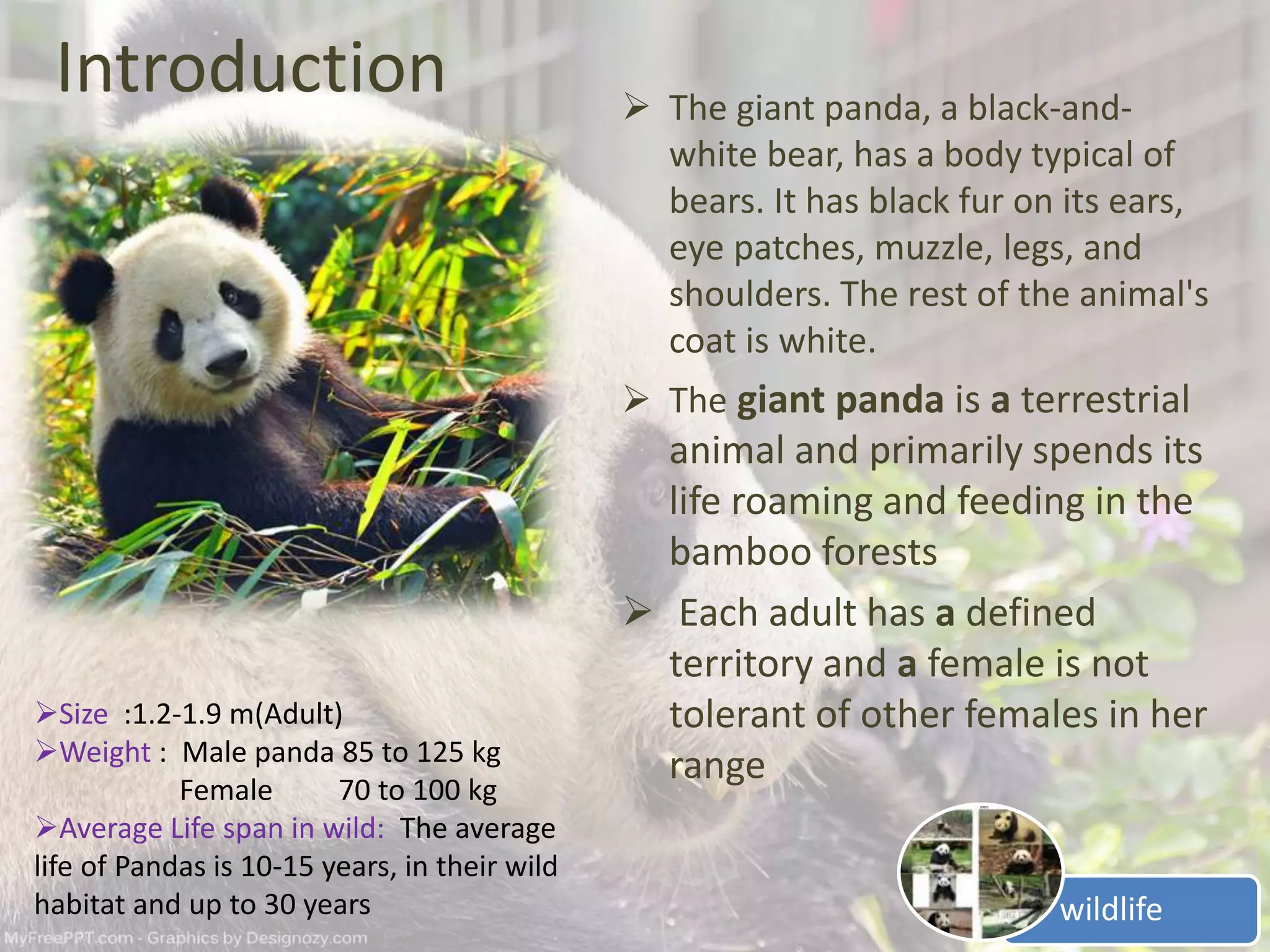 Wildlife of Giant panda | PPTX