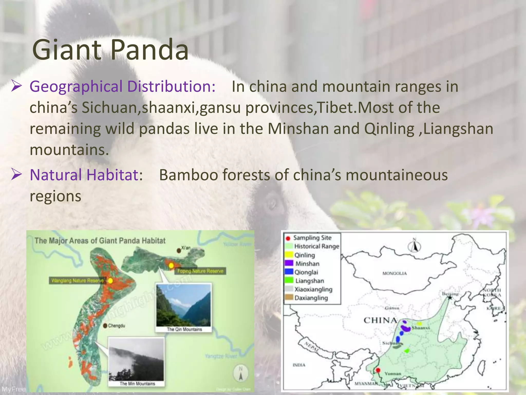 Wildlife of Giant panda | PPTX