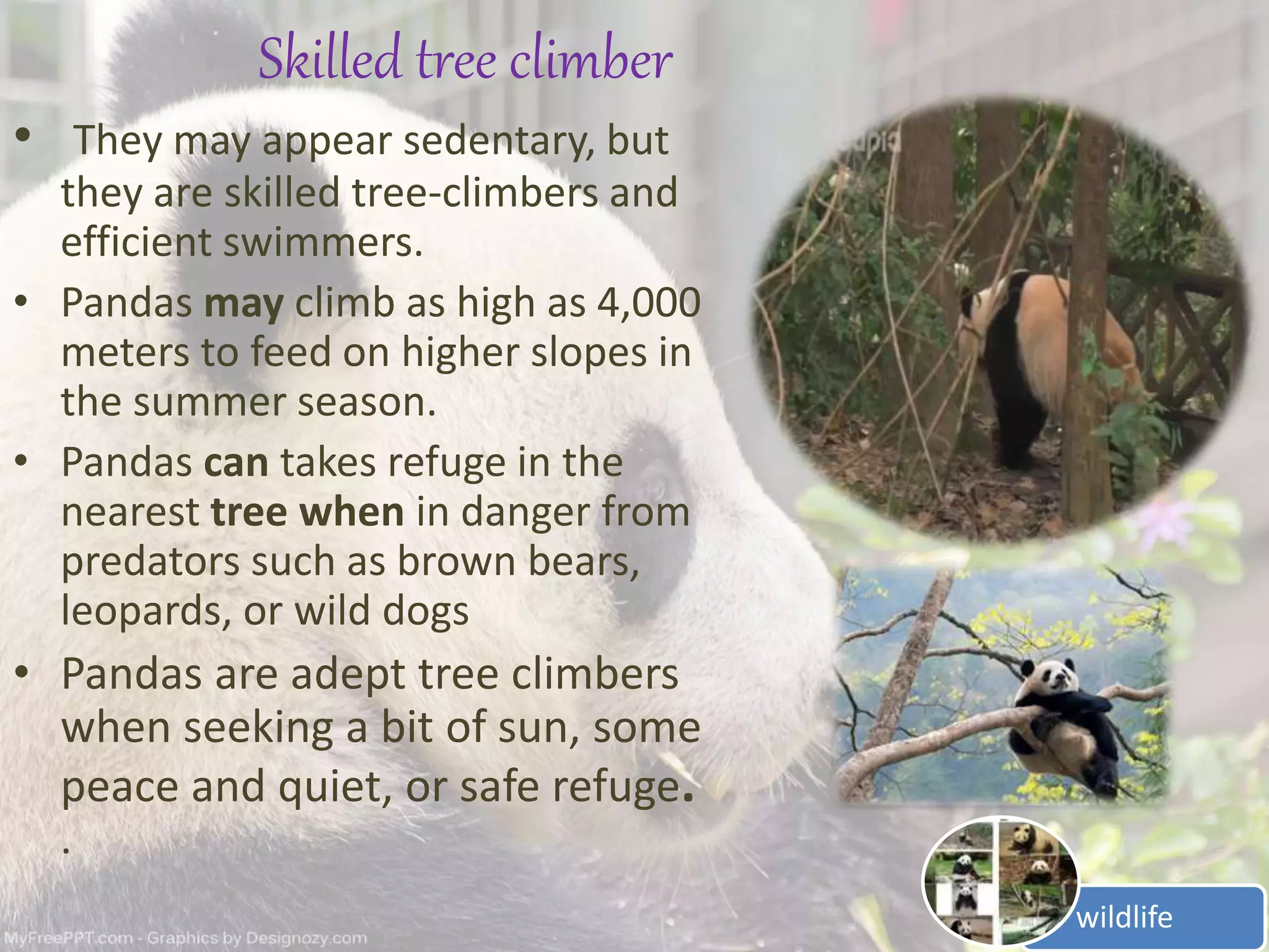 Wildlife of Giant panda | PPTX