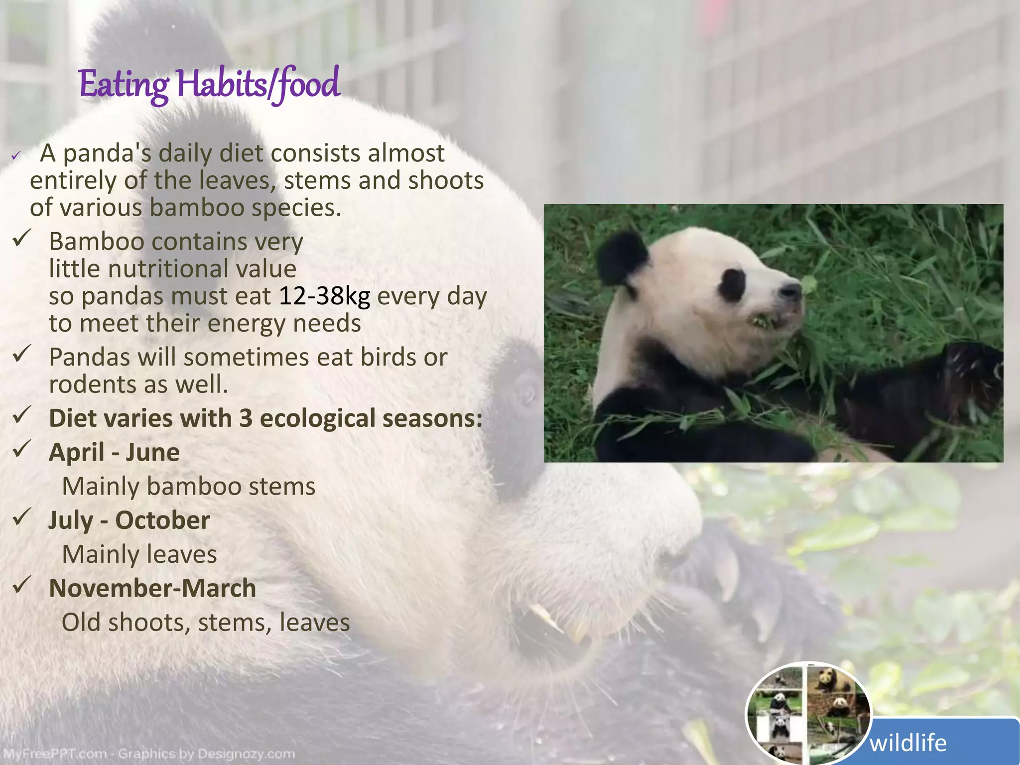 Wildlife of Giant panda | PPTX