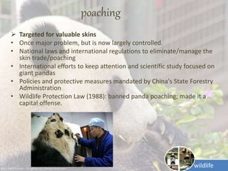 Wildlife of Giant panda | PPTX