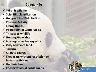 Wildlife of Giant panda | PPTX