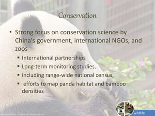Wildlife of Giant panda | PPTX