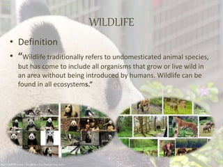Wildlife of Giant panda | PPTX