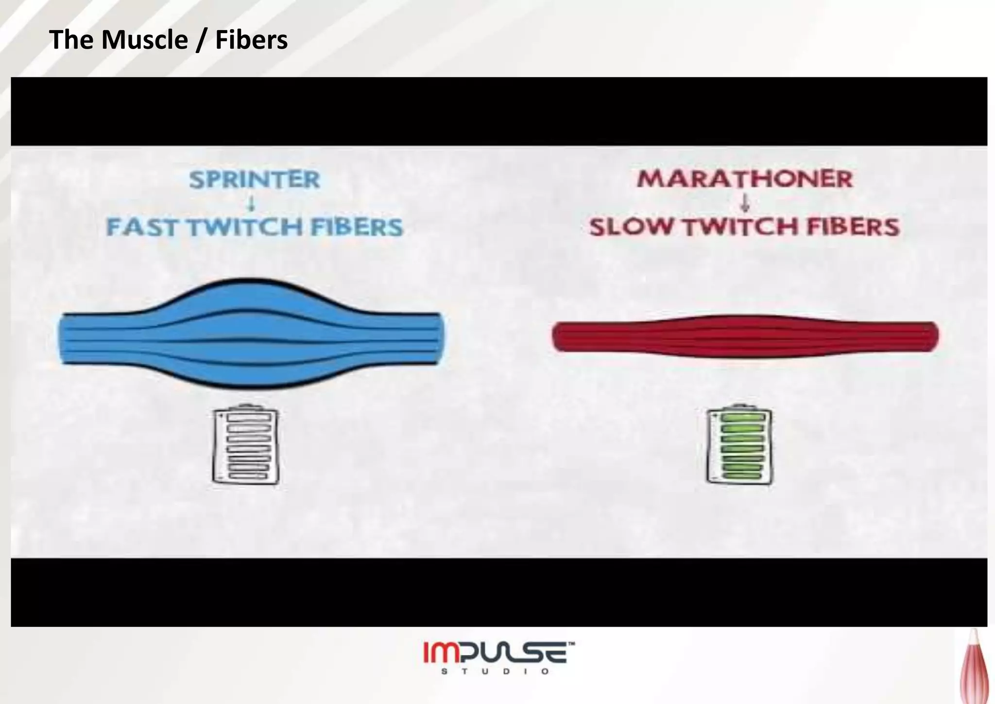 Presentation muscles fibers - EMS Training | PPTX | Bodybuilding | Sports
