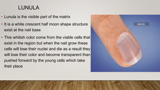 Presentation nail nd hair.pptx for study | PPT