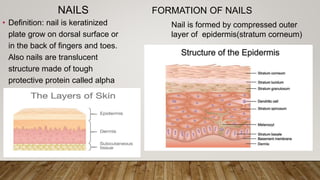 Presentation nail nd hair.pptx for study | PPTX