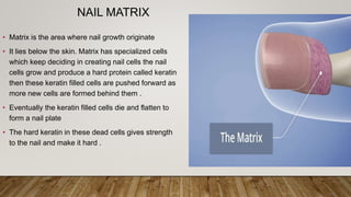 Presentation nail nd hair.pptx for study | PPT