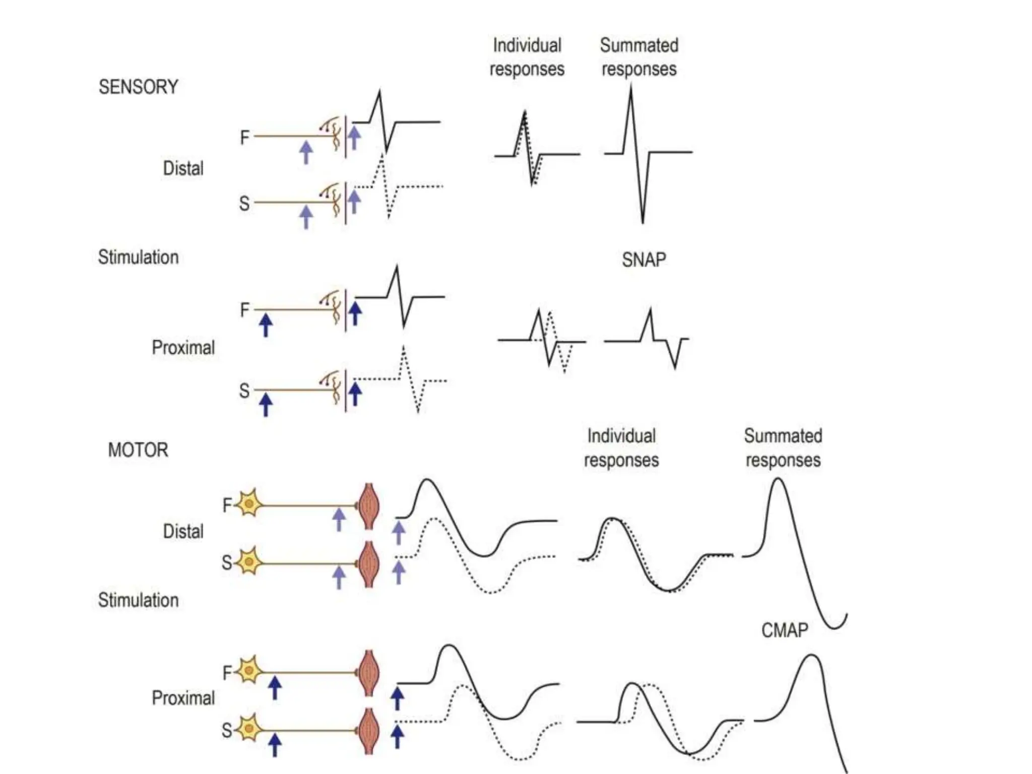 Basic overview of nerve conduction studies | PPTX