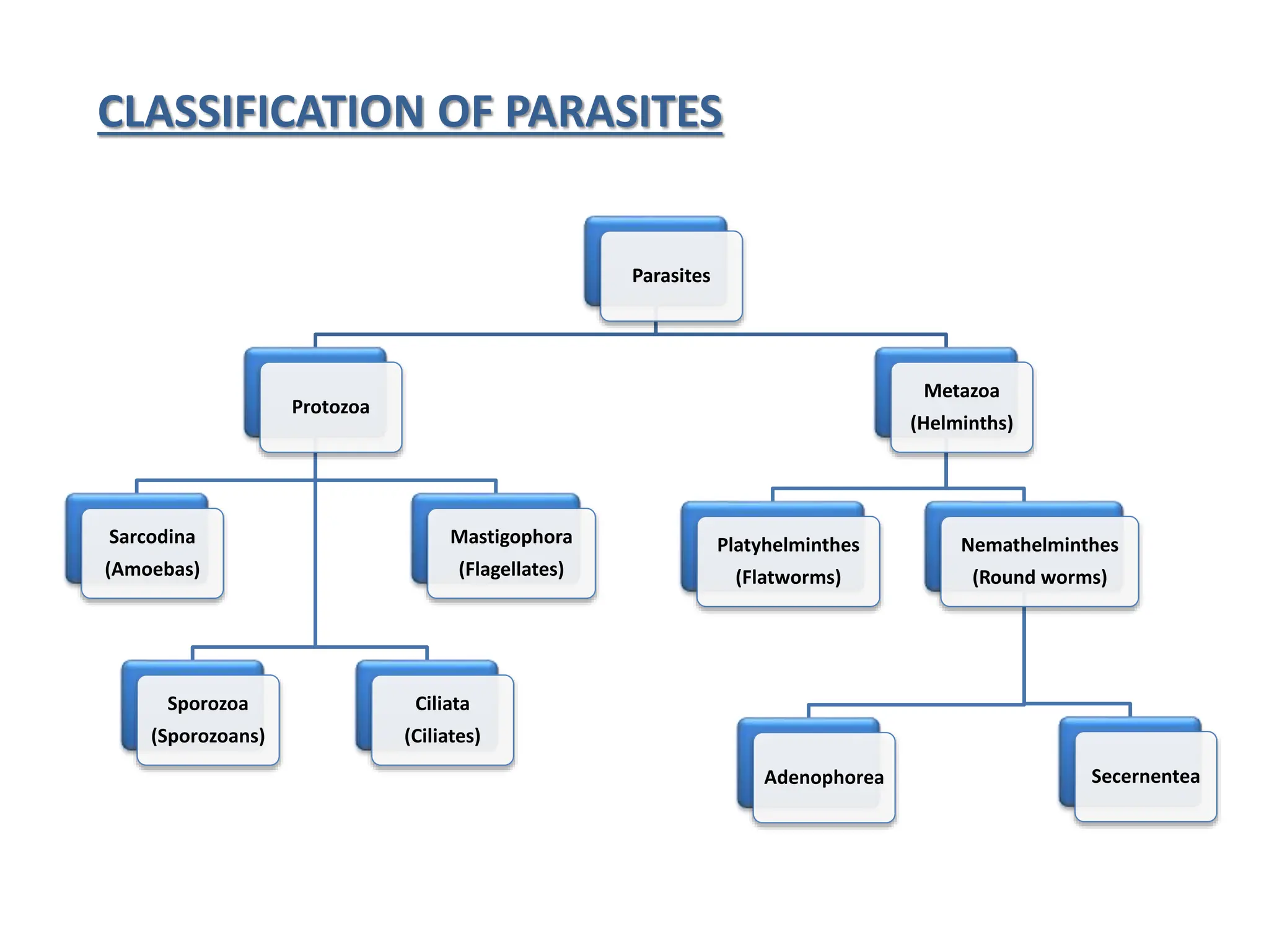 presentation nematodes.pptx