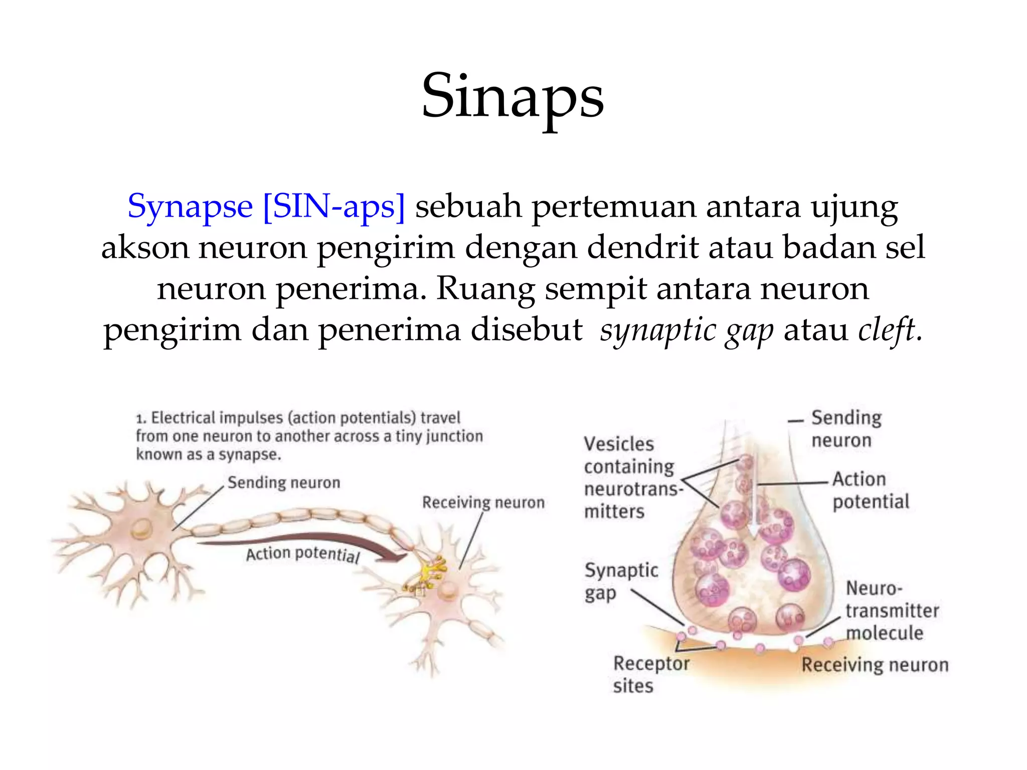 Neurotransmitter serotonin Presentation | PPTX