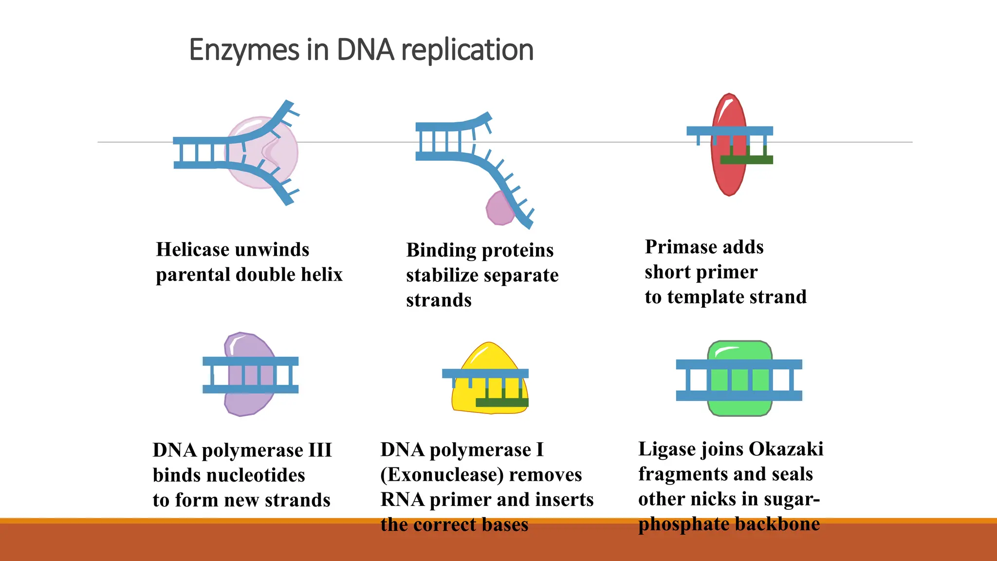 PresentationNEWOF REPLICATION ANDTRANSCRIPTION.pptx | Chemistry | Science
