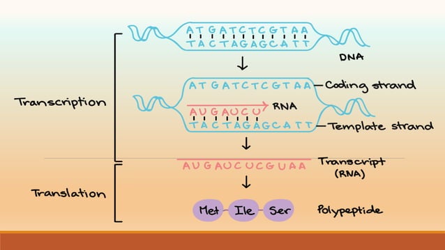 PresentationNEWOF REPLICATION ANDTRANSCRIPTION.pptx | Chemistry | Science