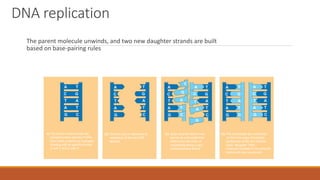 PresentationNEWOF REPLICATION ANDTRANSCRIPTION.pptx | Chemistry | Science