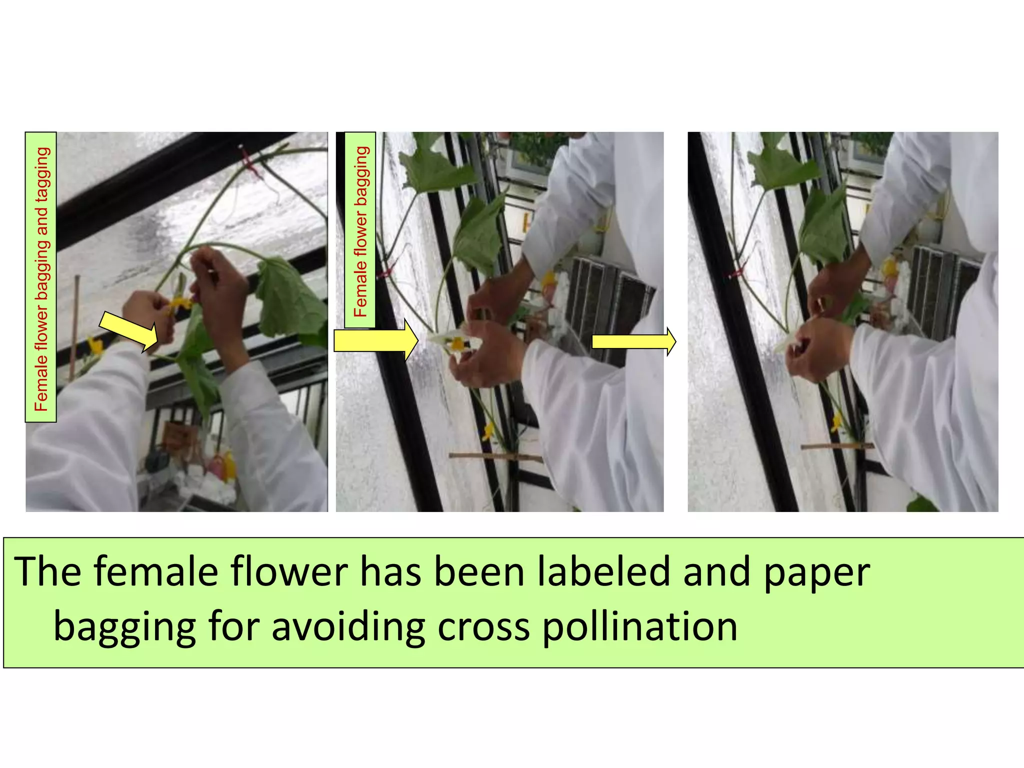 Doubled Haploid Production Techniques of Horticultural Crops | PPT