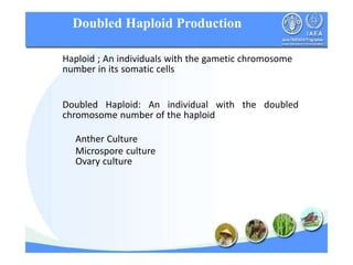 Doubled Haploid Production Techniques of Horticultural Crops | PPT