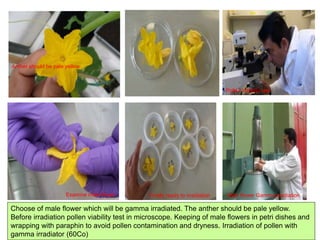 Doubled Haploid Production Techniques of Horticultural Crops | PPT