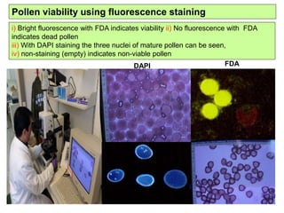 Doubled Haploid Production Techniques of Horticultural Crops | PPT