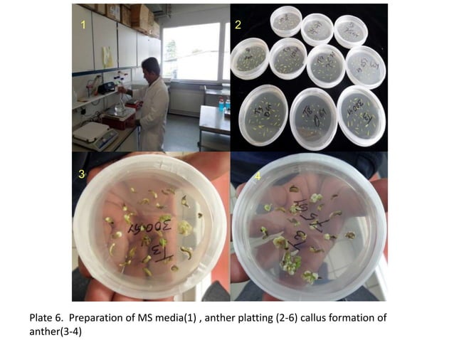 Doubled Haploid Production Techniques of Horticultural Crops | PPT ...