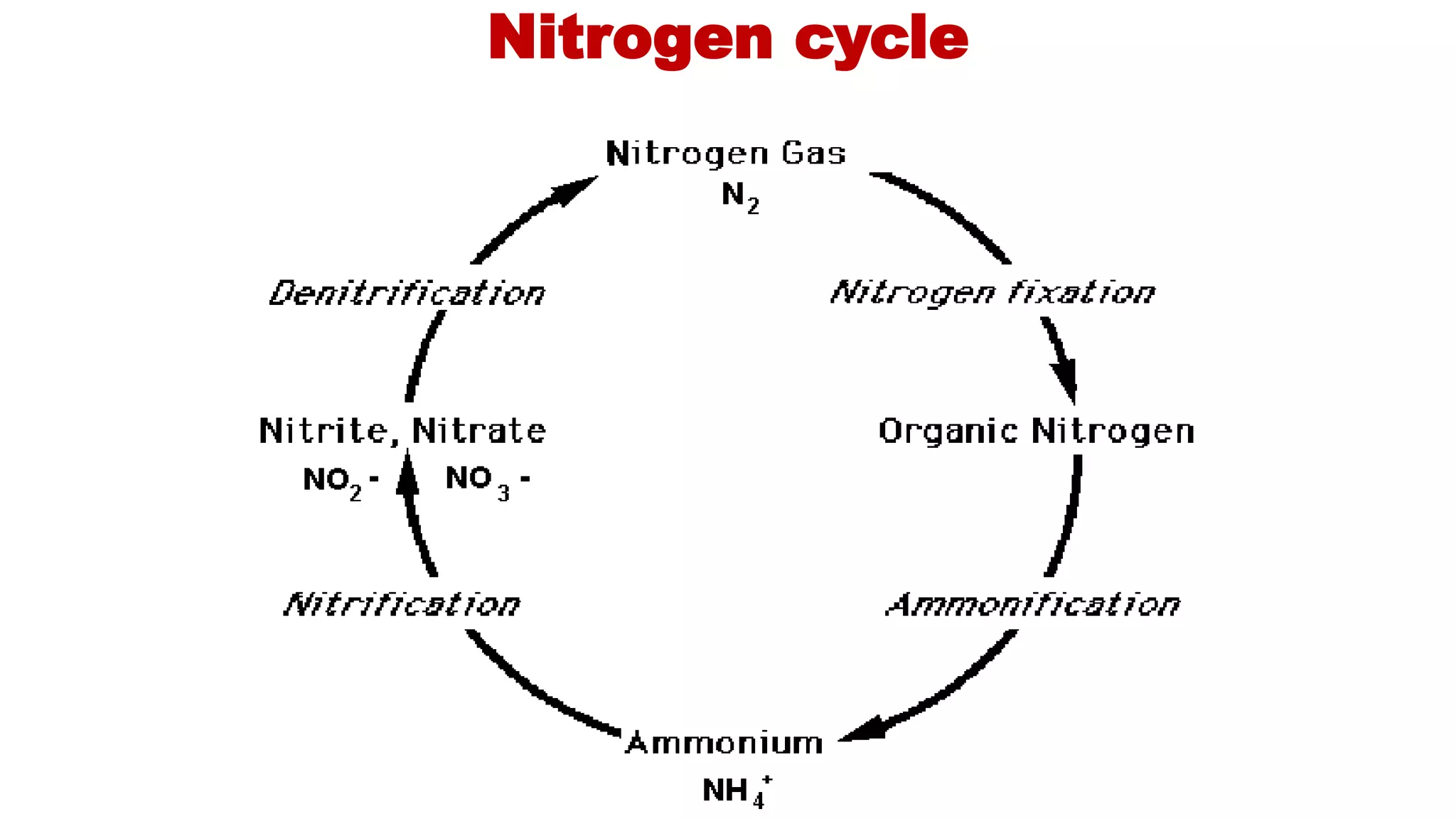 Presentation NITROGEN METABOLISM.pptx
