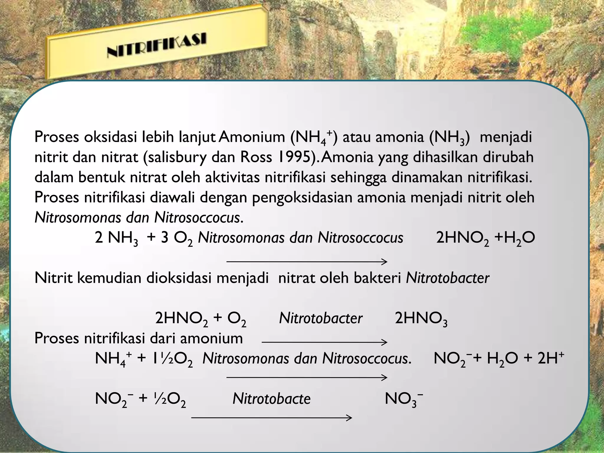 Presentation nitrogen prely | PPTX