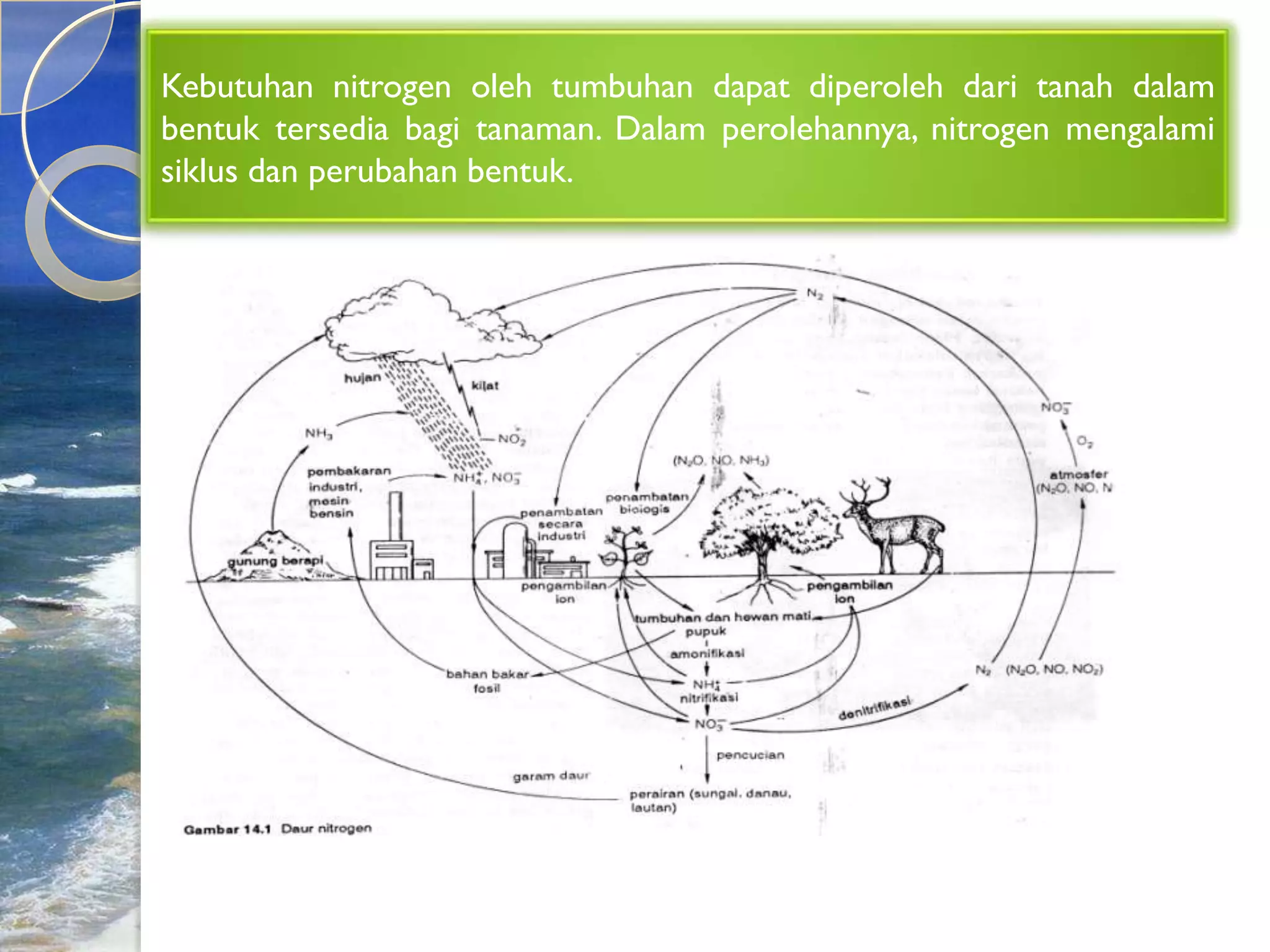 Presentation nitrogen prely | PPTX