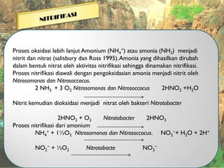 Presentation nitrogen prely | PPTX
