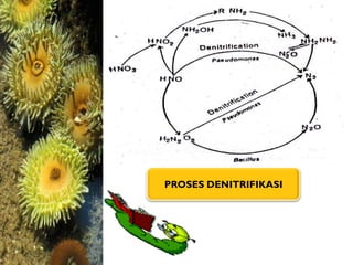 Presentation nitrogen prely | PPTX