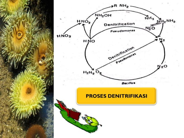 Presentation nitrogen prely | PPTX