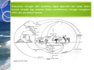Presentation nitrogen prely | PPTX