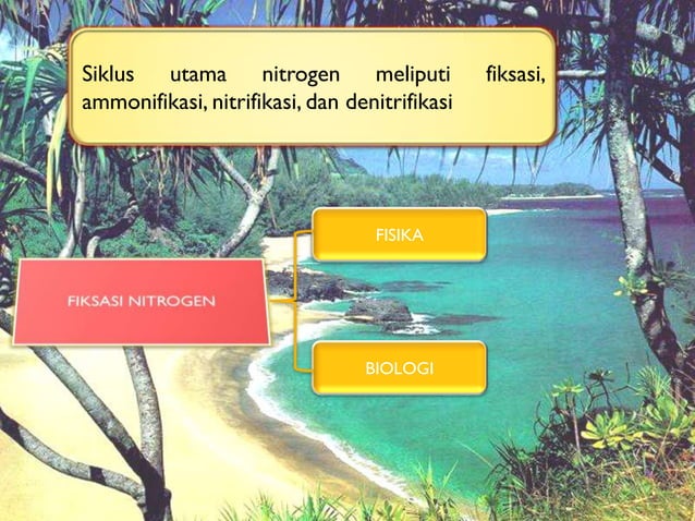 Presentation nitrogen prely | PPTX