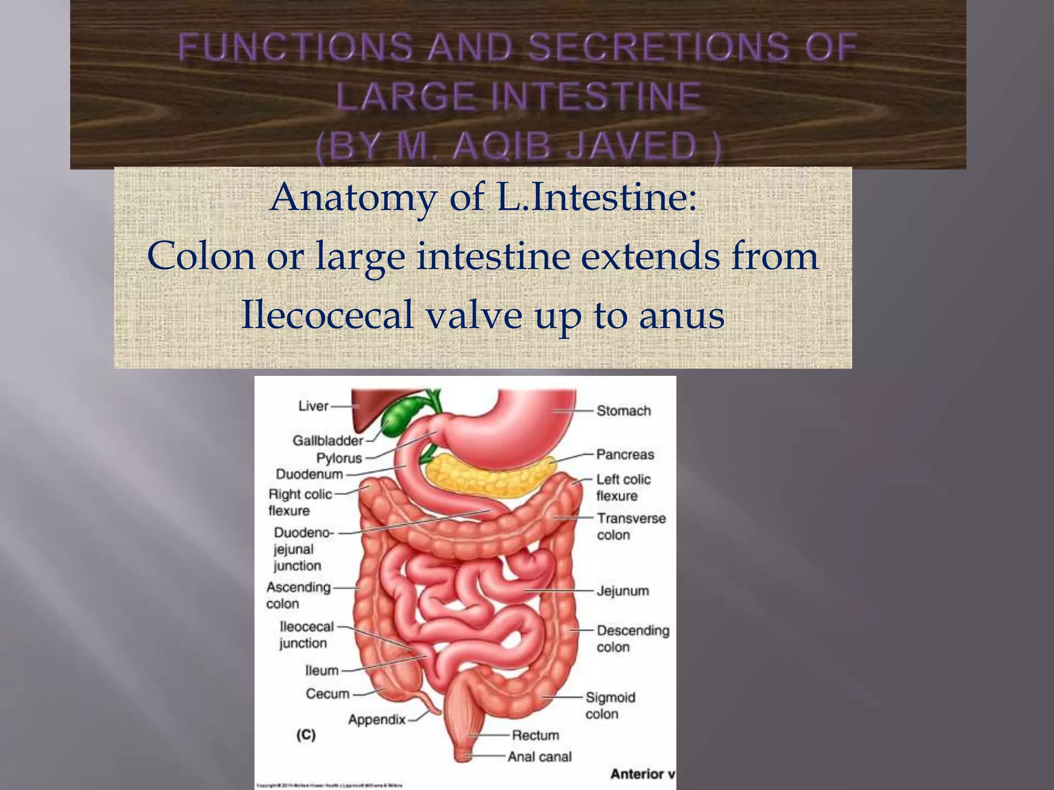 Presentation of large intestine by Aqib Javed | PPTX | Digestive ...
