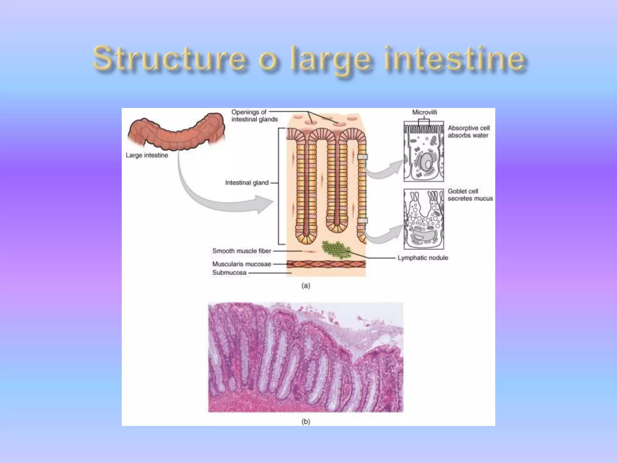 Presentation of large intestine by Aqib Javed | PPTX | Digestive ...