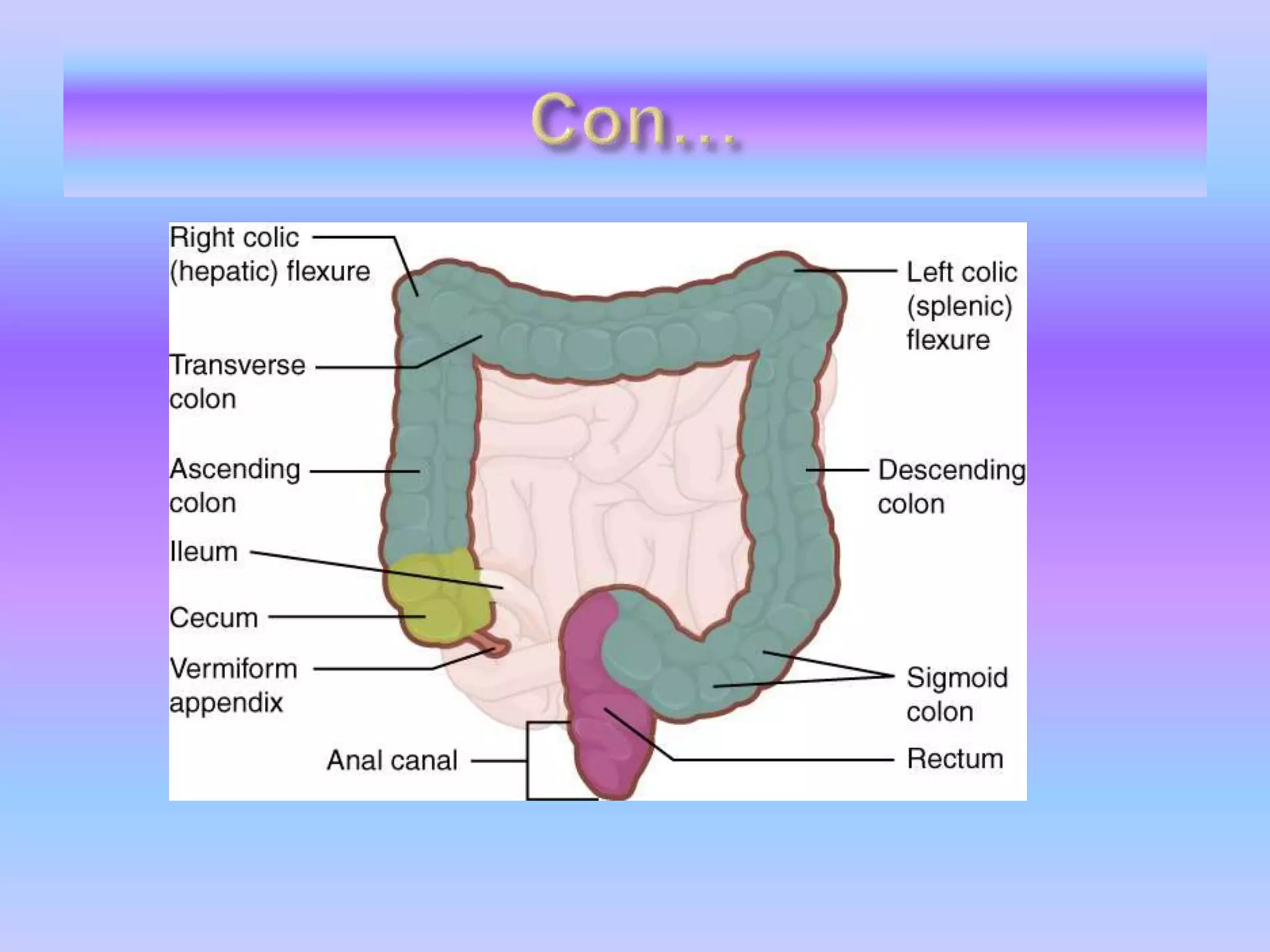 Presentation of large intestine by Aqib Javed | PPTX | Digestive ...